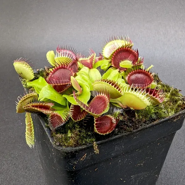 Explorando la Diversidad de Plantas Carnívoras - GadesPlant