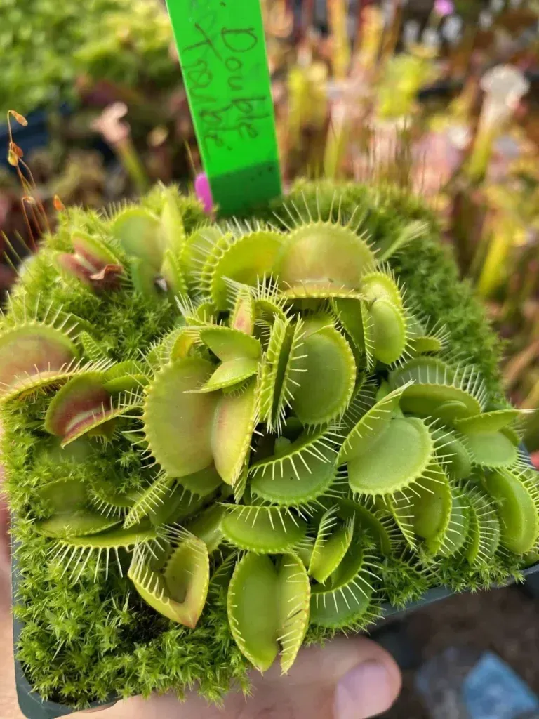 Explorando la Diversidad de Plantas Carnívoras - GadesPlant