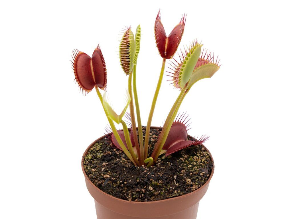Explorando la Diversidad de Plantas Carnívoras - GadesPlant