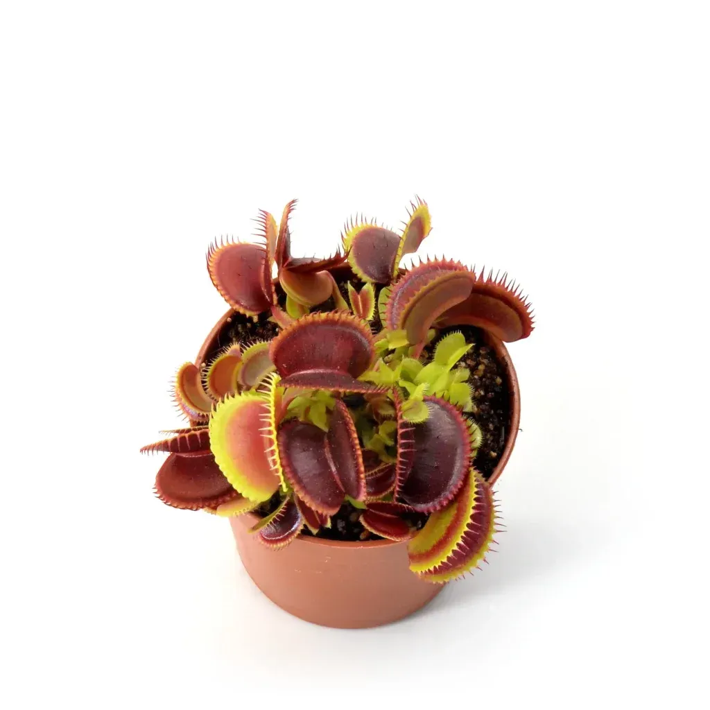 Explorando la Diversidad de Plantas Carnívoras - GadesPlant