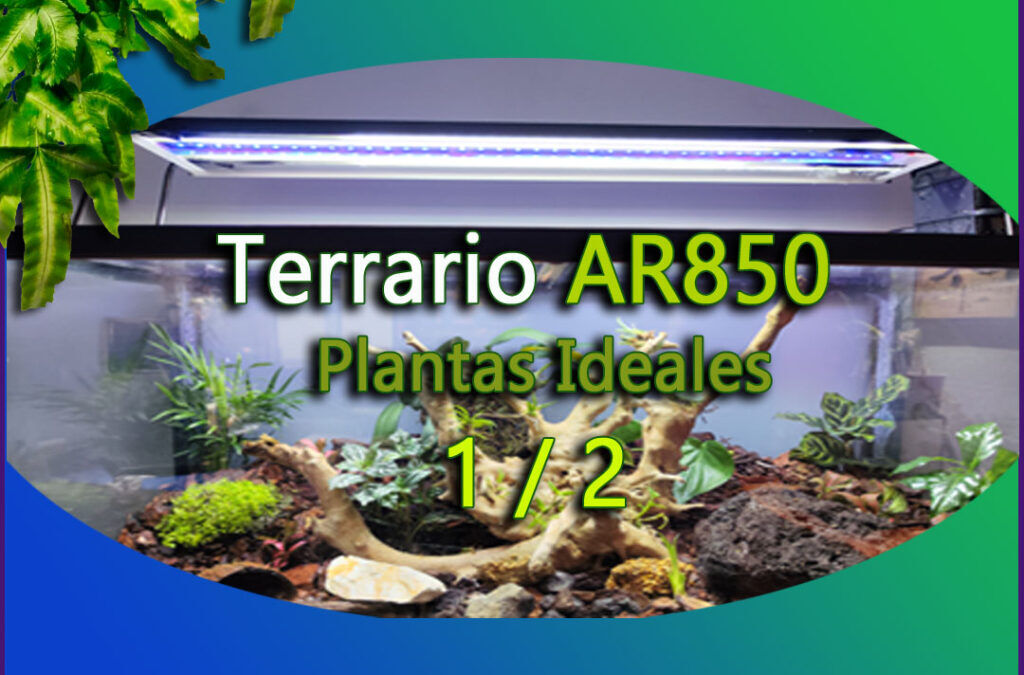 Creando un Ecosistema: Terrario en Acuario AR850 - GadesPlant