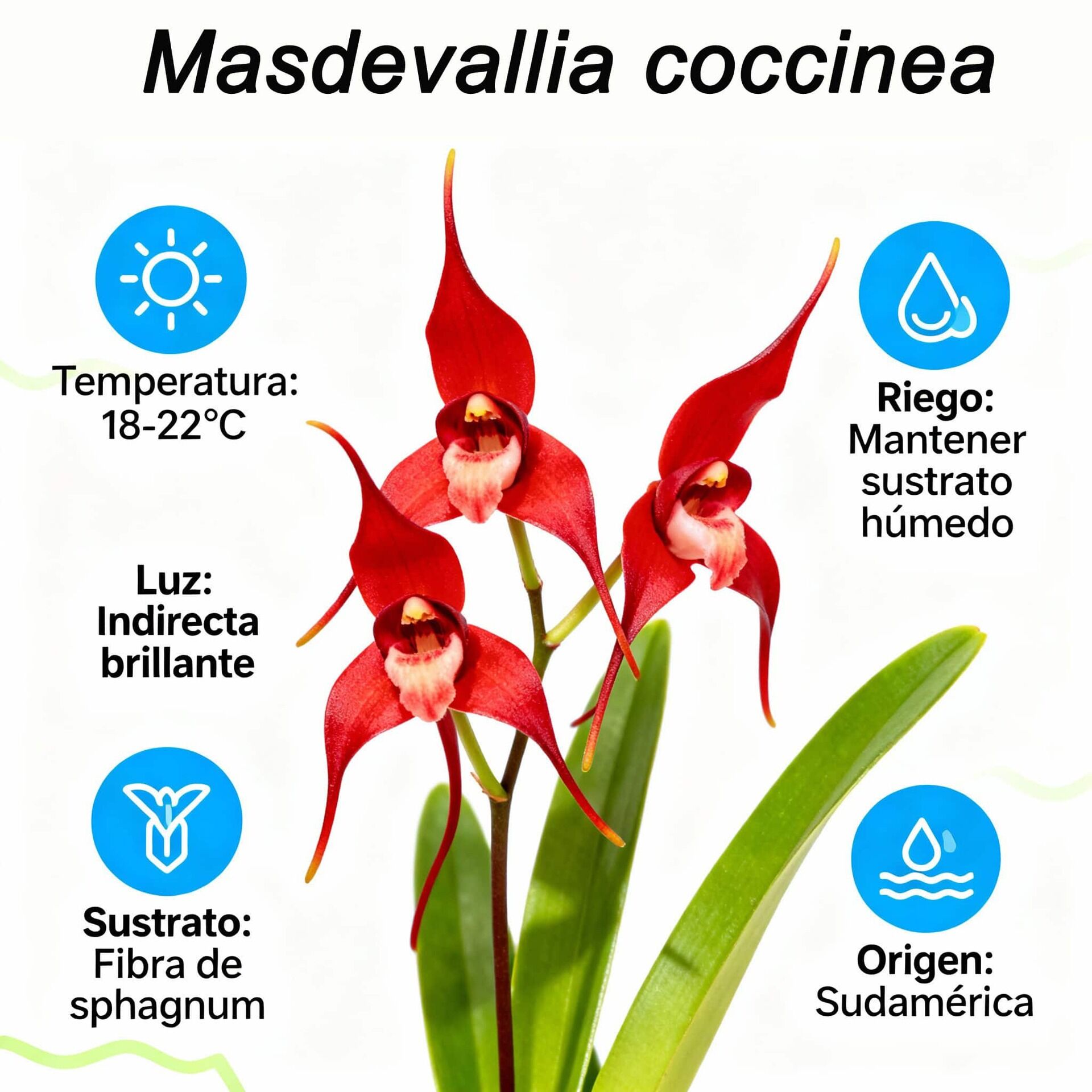 cuidados Masdevallia coccinea. - GadesPlant